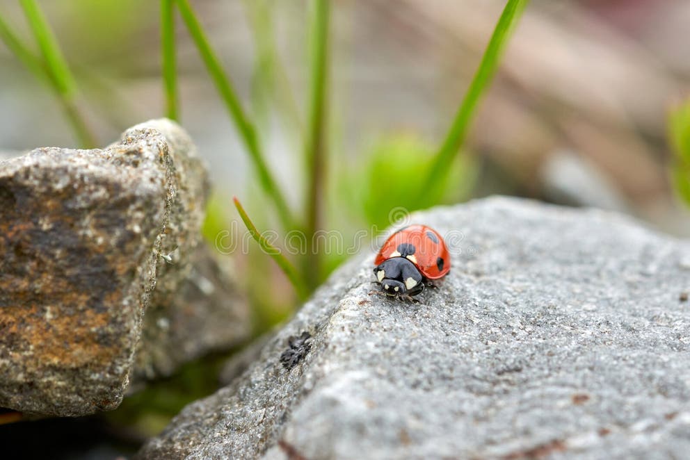 Ladybug during the Summer Day Stone Stock Photo - Image of dome, fence ...