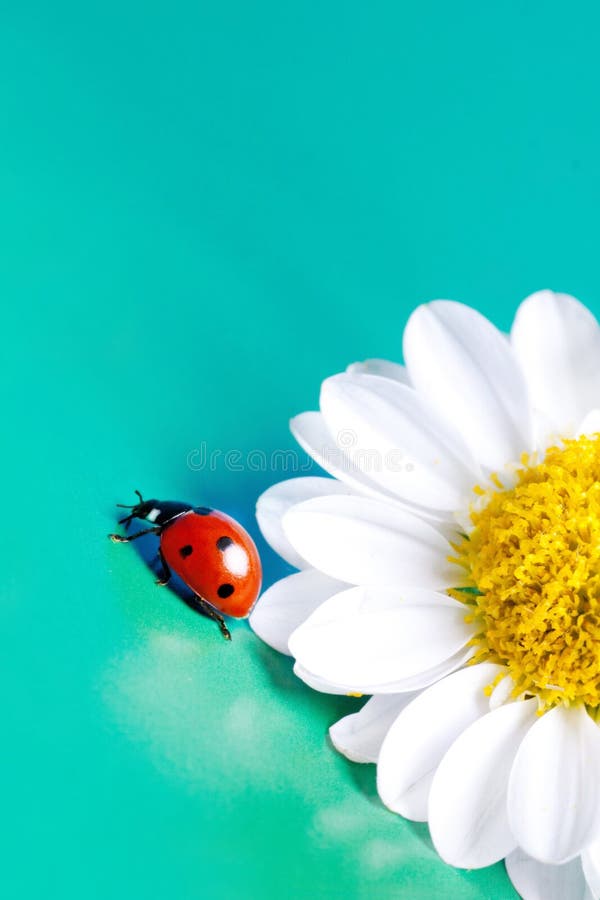 Ladybug and summer flower. stock image. Image of head - 39138803