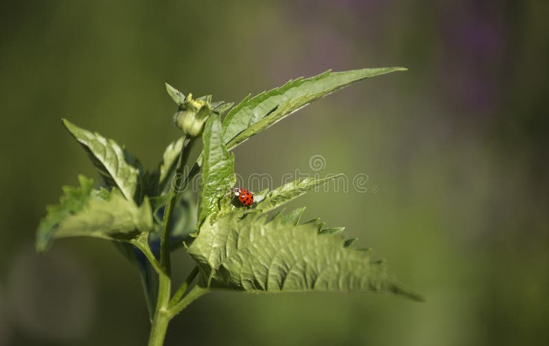 Ladybug on a summer stock photo. Image of dragonfly - 185941040