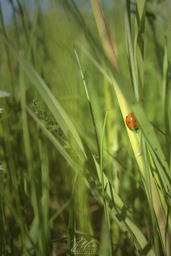 Ladybug in summer sound stock image. Image of latvia - 151626817