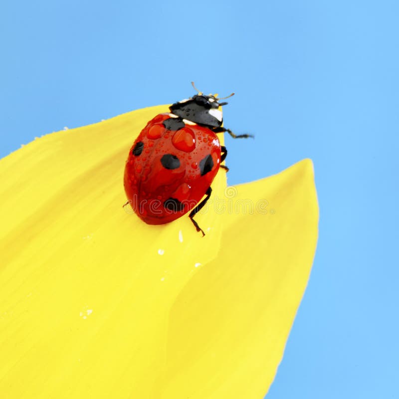 Ladybug on a sunflower. stock photo. Image of flower - 121661220