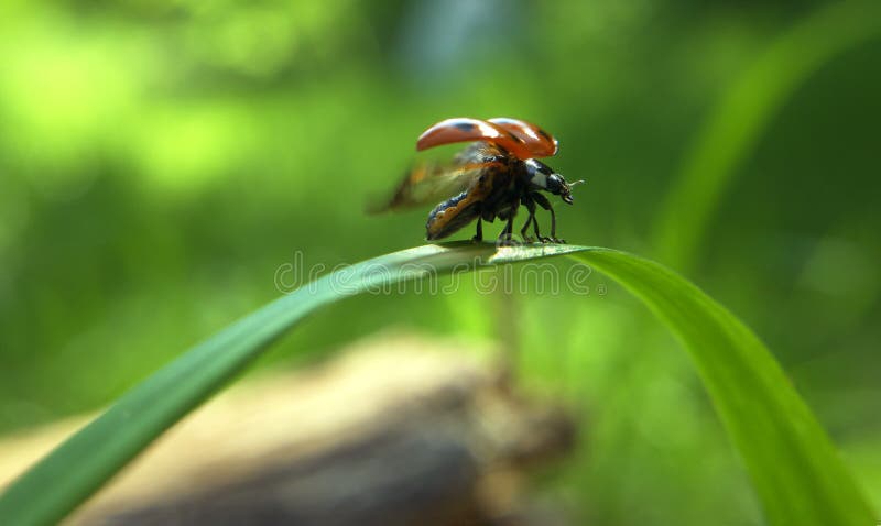 Ladybug Takes Off from Grass Stock Image - Image of natural, takes ...