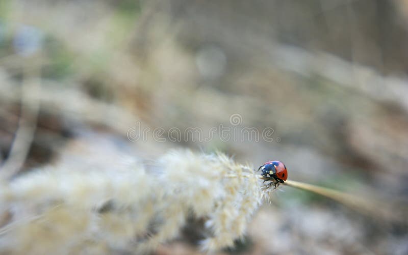 Ladybug Takes Off on Spikelet Stock Photo - Image of animal, spring ...