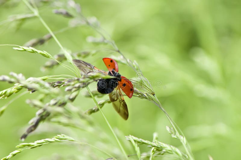 Ladybug Taking Flight stock image. Image of meadow, abstract - 13821339