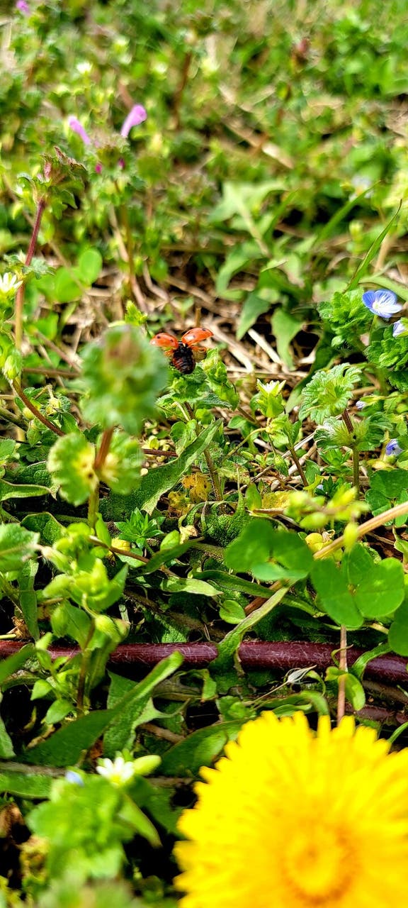 Ladybug taking flight ðŸ ž stock image. Image of grass - 215889793
