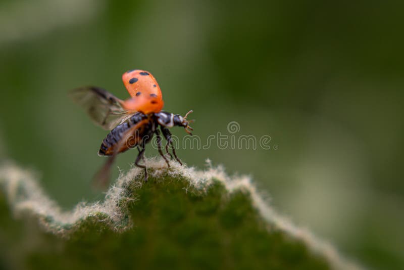 Ladybug Taking Flight from a Leaf Stock Photo - Image of macro, leaf ...