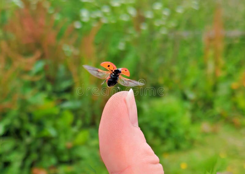 Ladybug Taking Off from Human Hand Stock Photo - Image of taking ...