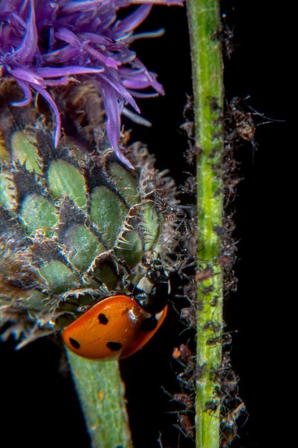 Ladybug on a thistle stock photo. Image of cucujoidea - 121604890