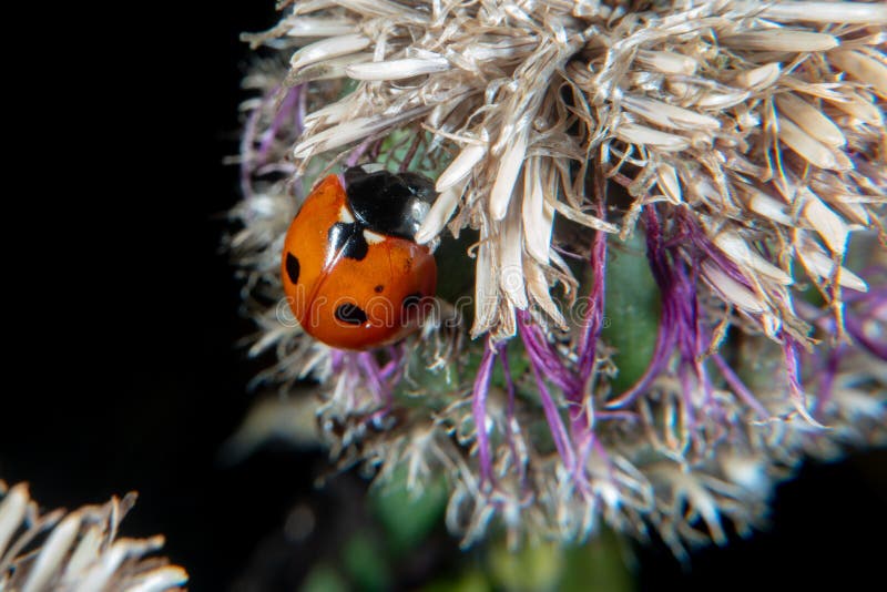 Ladybug on a thistle stock photo. Image of beetle, heads - 121604802