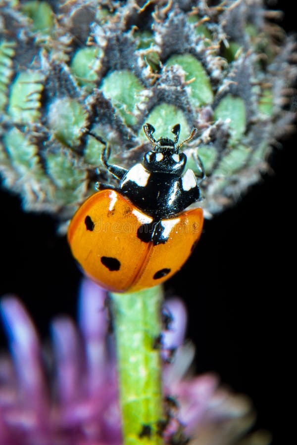 Ladybug on a thistle stock photo. Image of aphidoidea - 121604864