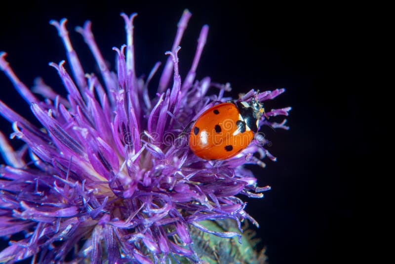 Ladybug on a thistle stock image. Image of heads, beetle - 121604923