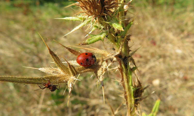 Ladybug on Thistle Plant, Europe Stock Image - Image of flowers ...