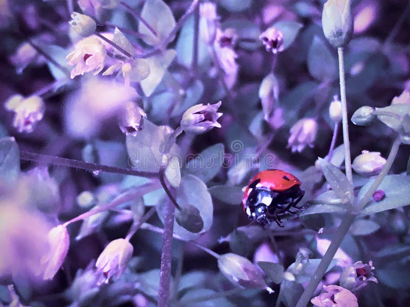 Ladybug 2 stock photo. Image of wildflower, insect, flower - 178163492