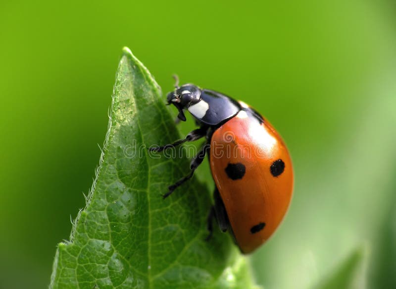Ladybug on top stock photo. Image of nature, ladycow, macro - 1050666