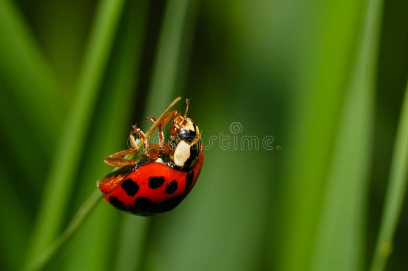 Ladybug almost at the top stock image. Image of hairy - 13438413
