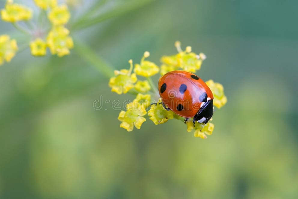 Ladybug on top stock photo. Image of peaceful, grass, color - 2217214