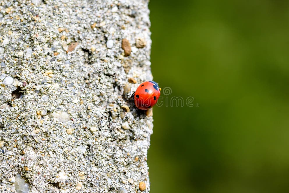 Ladybug on Top of the Fence Stock Image - Image of metaphor, copy ...