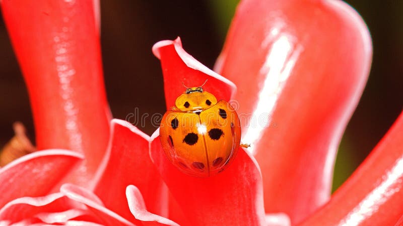 Ladybug stock image. Image of ginger, torch, ladybug - 70999747