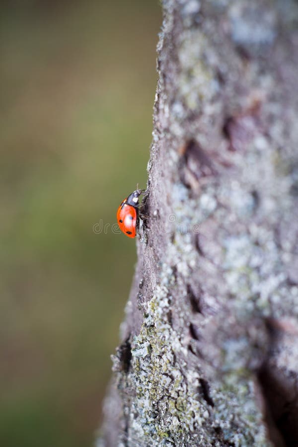 Ladybug on tree bark stock image. Image of macro, foliage - 66705977