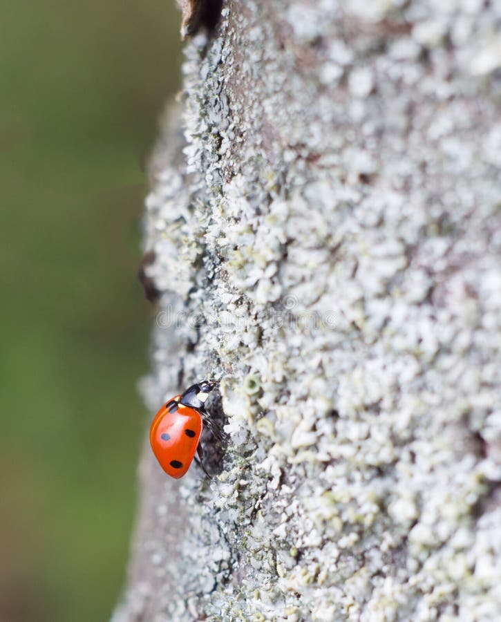 Ladybug on tree bark stock photo. Image of branch, growth - 66705798