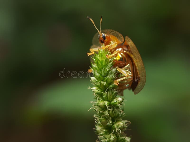 Ladybug on the Tree with Blurr Background Stock Photo - Image of ...