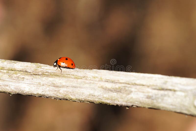 Ladybug on a Tree Branch Close Up Stock Image - Image of spring, green ...