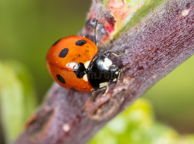 Ladybug on a tree branch stock photo. Image of spring - 158569602
