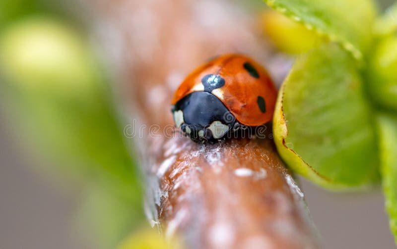 Ladybug on a Tree Branch in Spring. Macro Stock Photo - Image of beetle ...