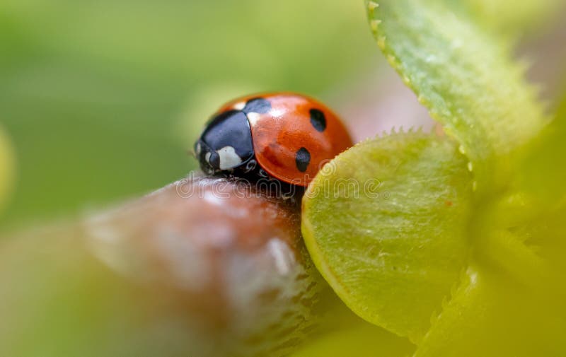 Ladybug on a Tree Branch in Spring. Macro Stock Photo - Image of ...
