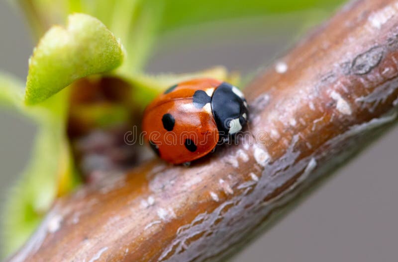 Ladybug on a Tree Branch in Spring. Macro Stock Photo - Image of ...