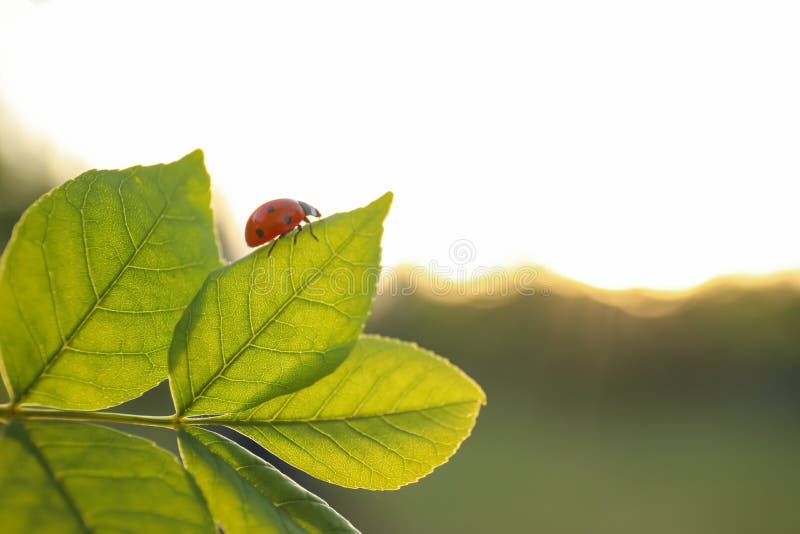 Ladybug on Tree Branch with Young Green Leaves Outdoors. Spring Season ...