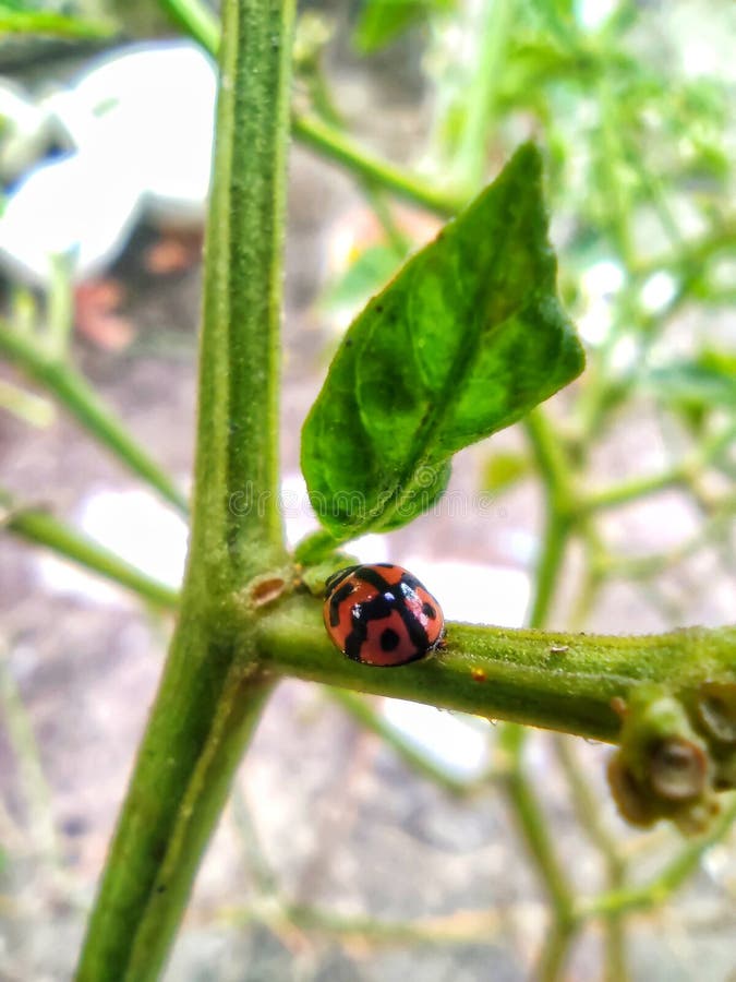 Ladybug in a tree branches stock photo. Image of branches - 290704630