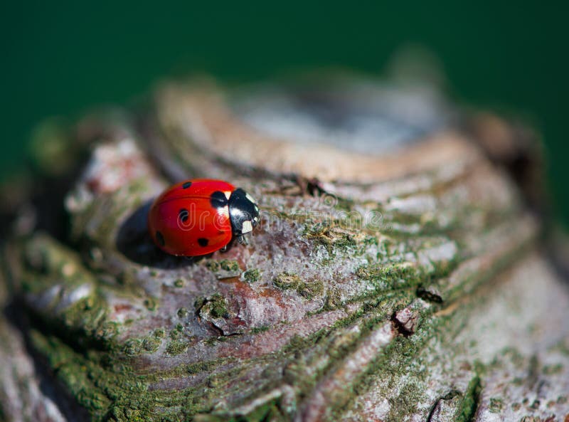 Ladybug on a tree stock photo. Image of insects, crust - 53844454