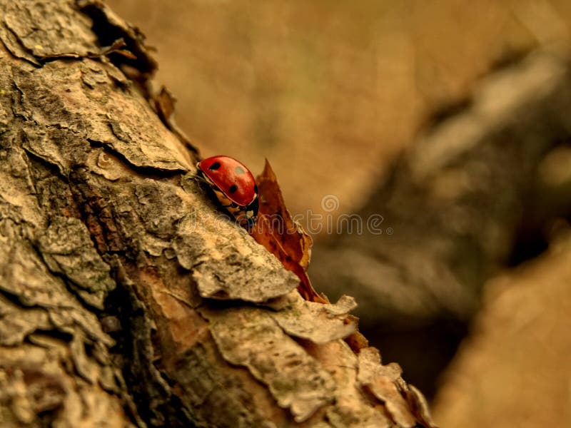 Ladybug on a tree stock image. Image of bark, professional - 125852495