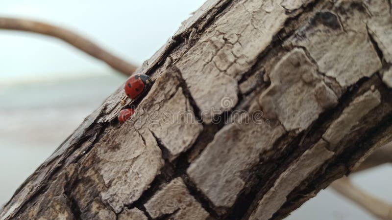 Ladybug on a Tree on the Shore of Lake Balkhash Stock Image - Image of ...