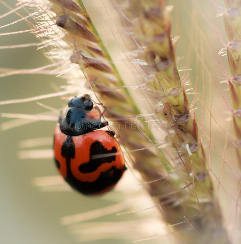Ladybug stock image. Image of isolated, season, rainforest - 49237225