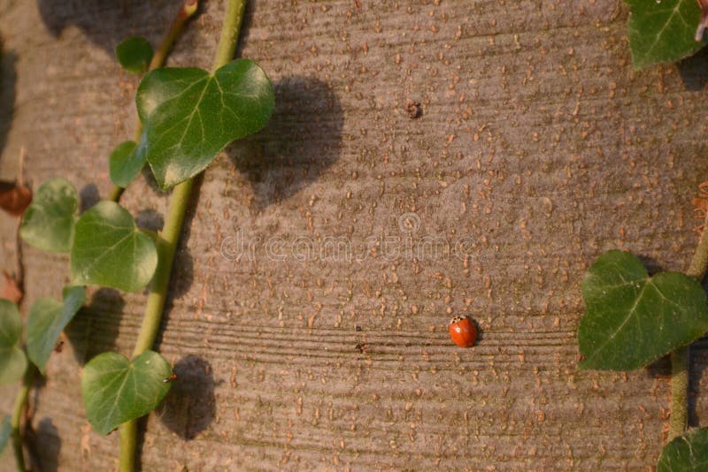 Ladybug on Tree Trunk stock image. Image of nature, summer - 94765851