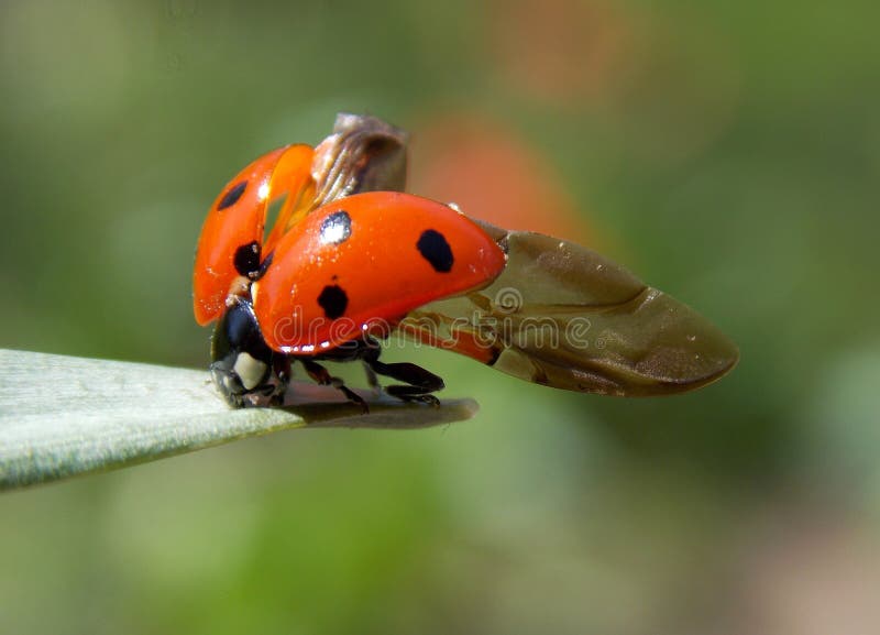 Ladybug trying to fly stock photo. Image of ladybug - 115163718