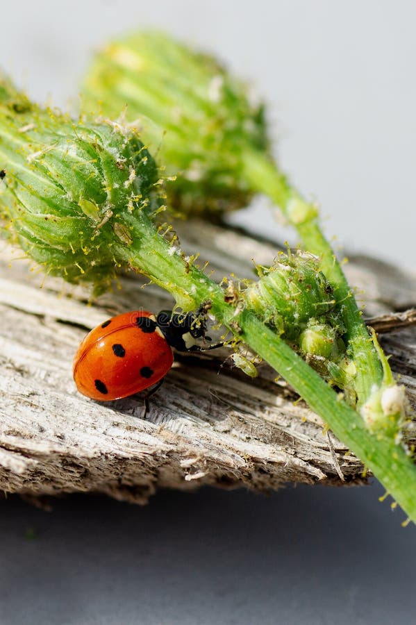 Ladybug stock image. Image of ladybug, green, hide - 191061279