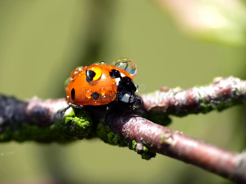 Ladybug on twig stock photo. Image of twig, animal, nature - 10369684