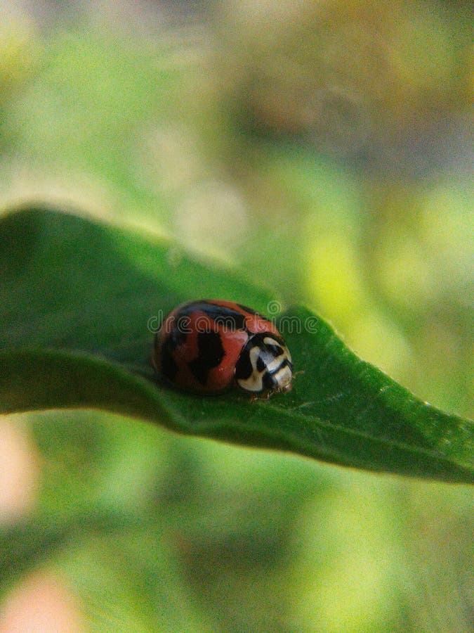 Ladybug stock photo. Image of ladybug, colour, black - 114354404