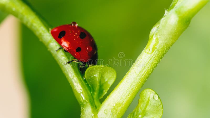 Ladybug Under the Basil Leaf O Fa Plant Stock Photo - Image of ecology ...