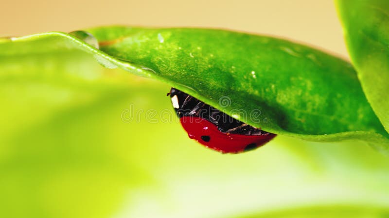 Ladybug Under the Leaf during Rain Stock Footage - Video of grass ...
