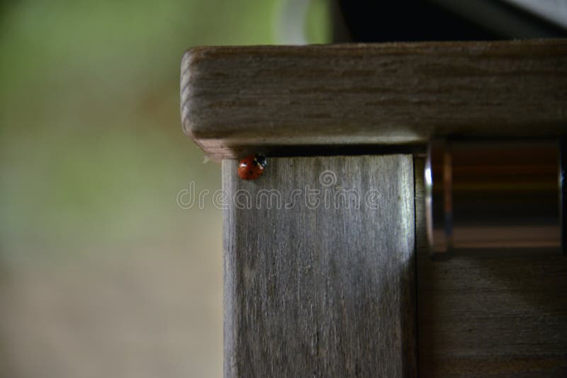 Ladybug with wooden table stock image. Image of healthy - 189955585