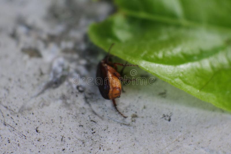 Ladybug Upside Down on the Floor Stock Photo - Image of forest, macro ...