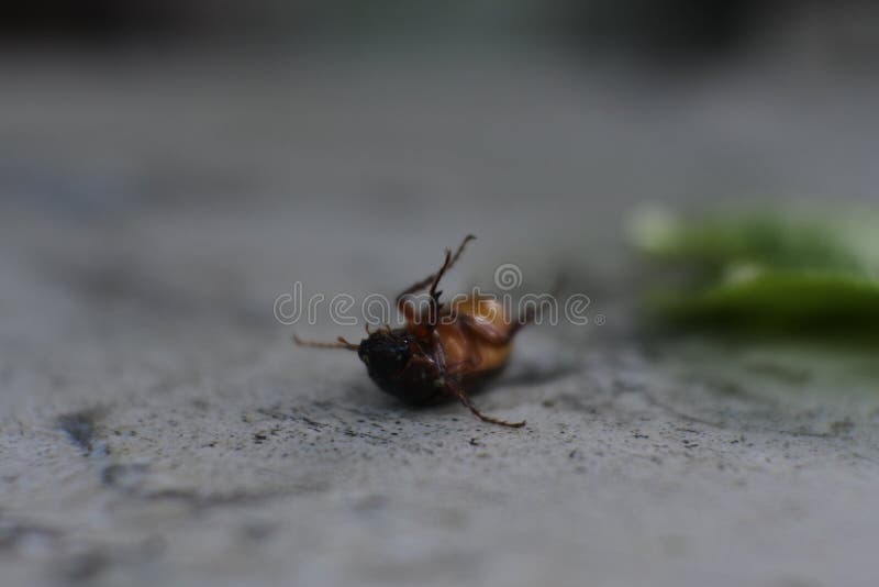 Ladybug Upside Down on the Floor Stock Photo - Image of entomology ...