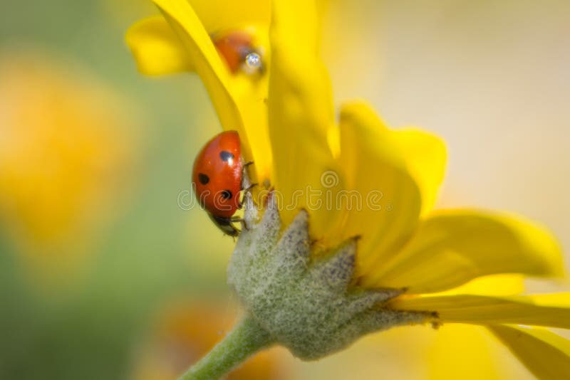 Ladybug upside down stock image. Image of flower, microcosmo - 43367375