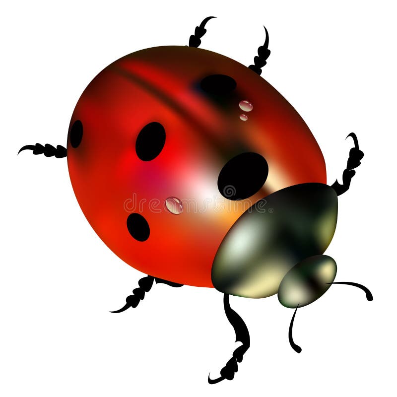 Realistic Ladybug Shadow Stock Illustrations – 79 Realistic Ladybug ...