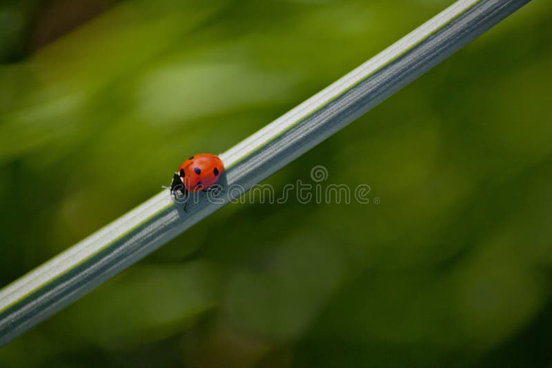 Ladybug on Vine stock image. Image of lady, insect, nature - 45589799