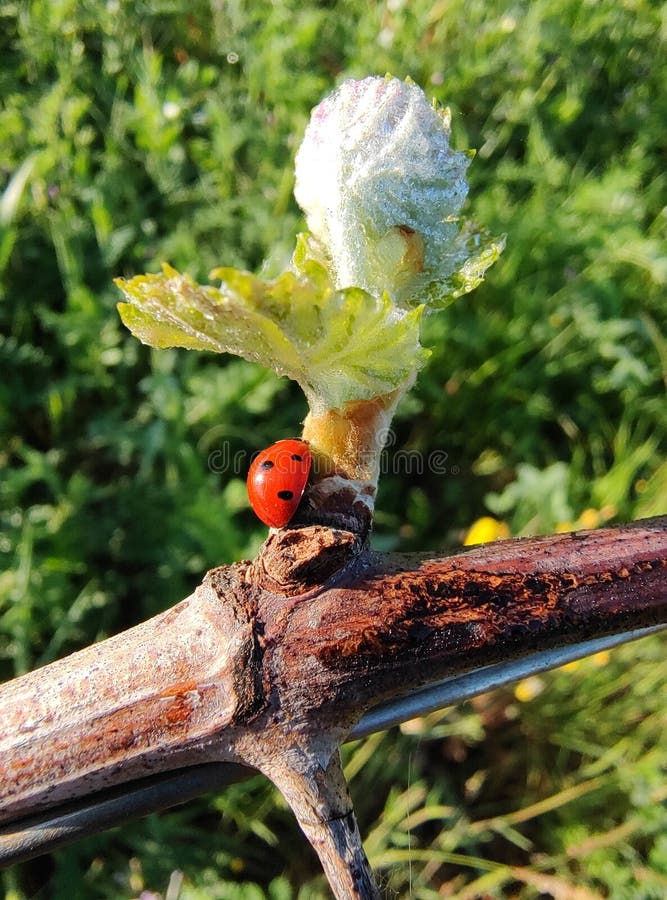 Ladybug on a Vine Plant with Grape Sprout Stock Image - Image of shrub ...